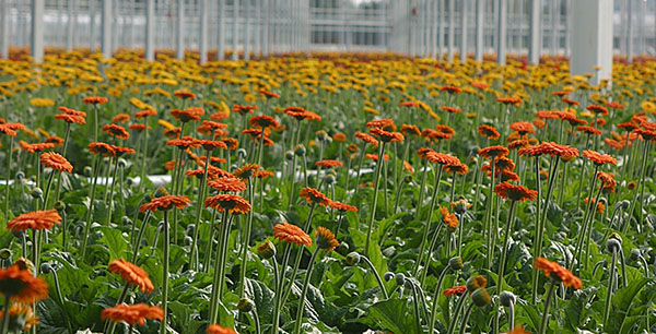 Techni-Gro - Hoogendoorn Growth Management