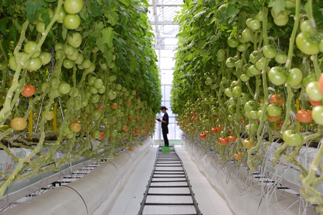 Japanese Wooden Greenhouse