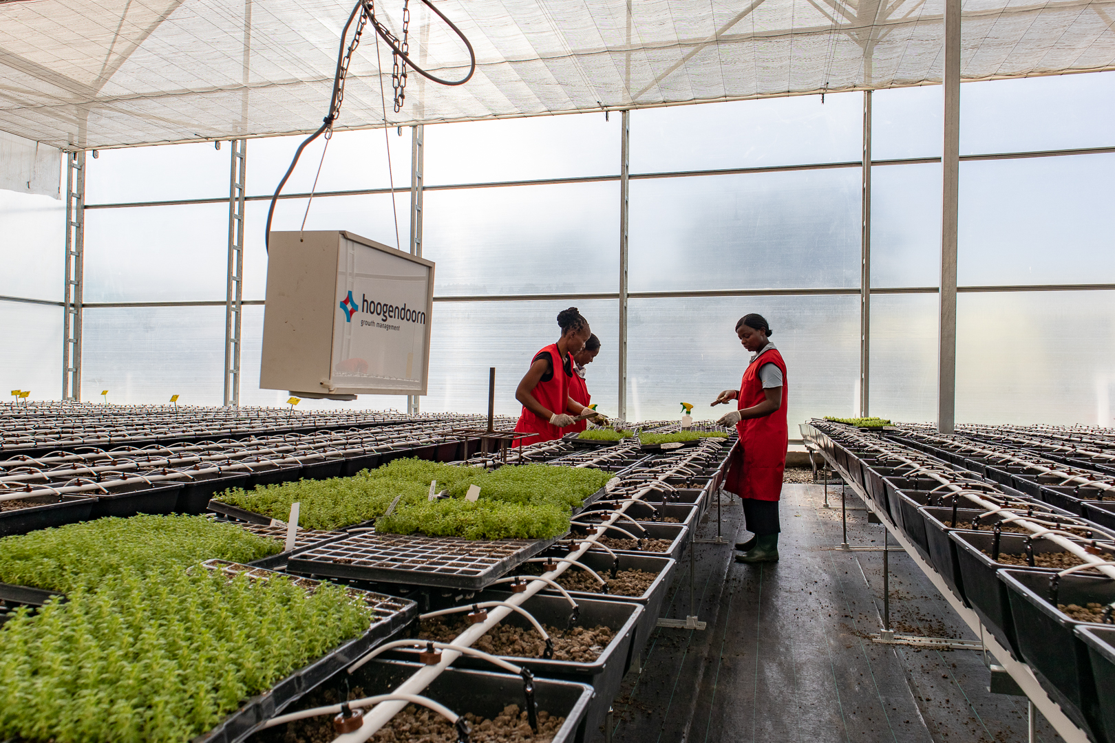 Florensis Kenya - Hoogendoorn Growth Management