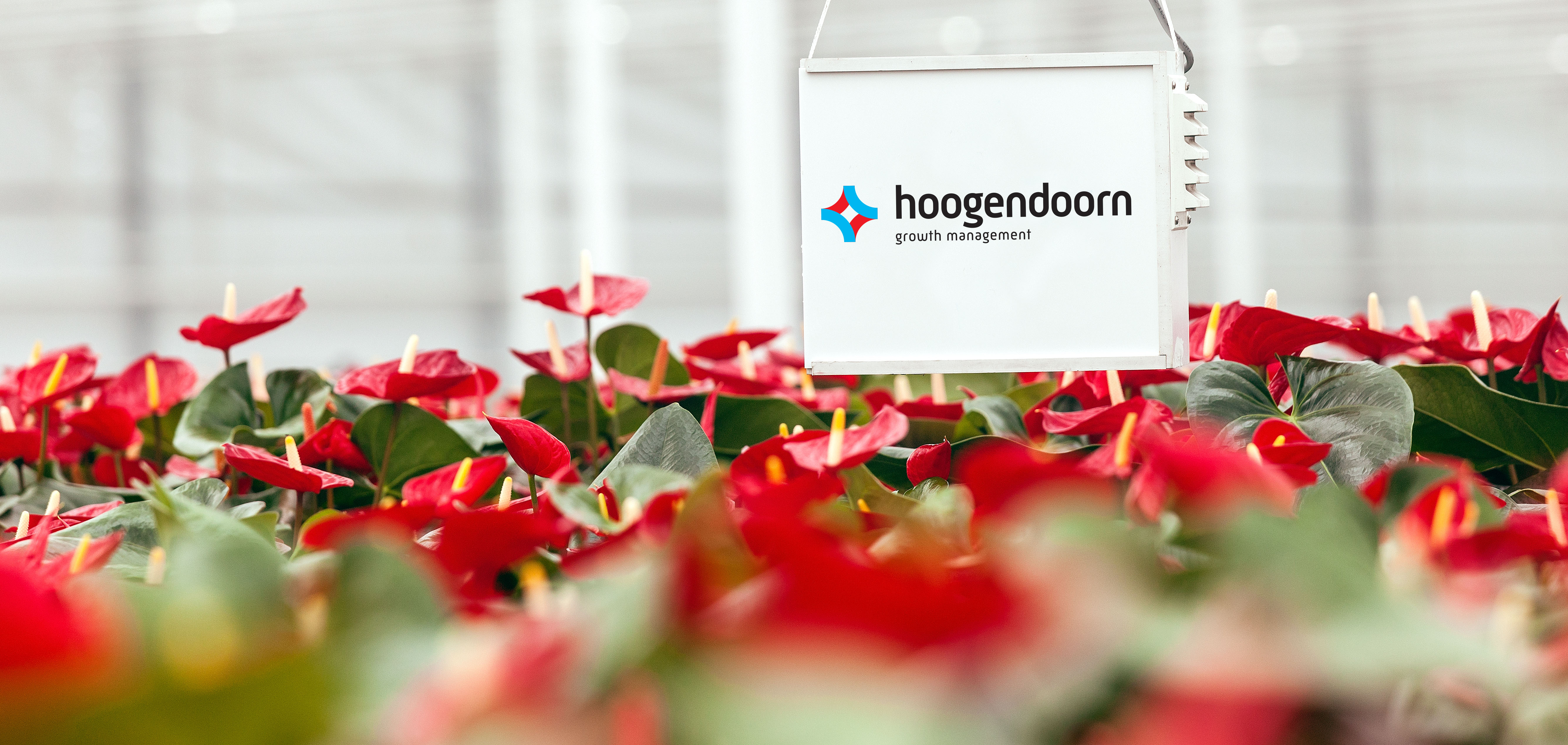 测量盒 - Hoogendoorn Growth Management