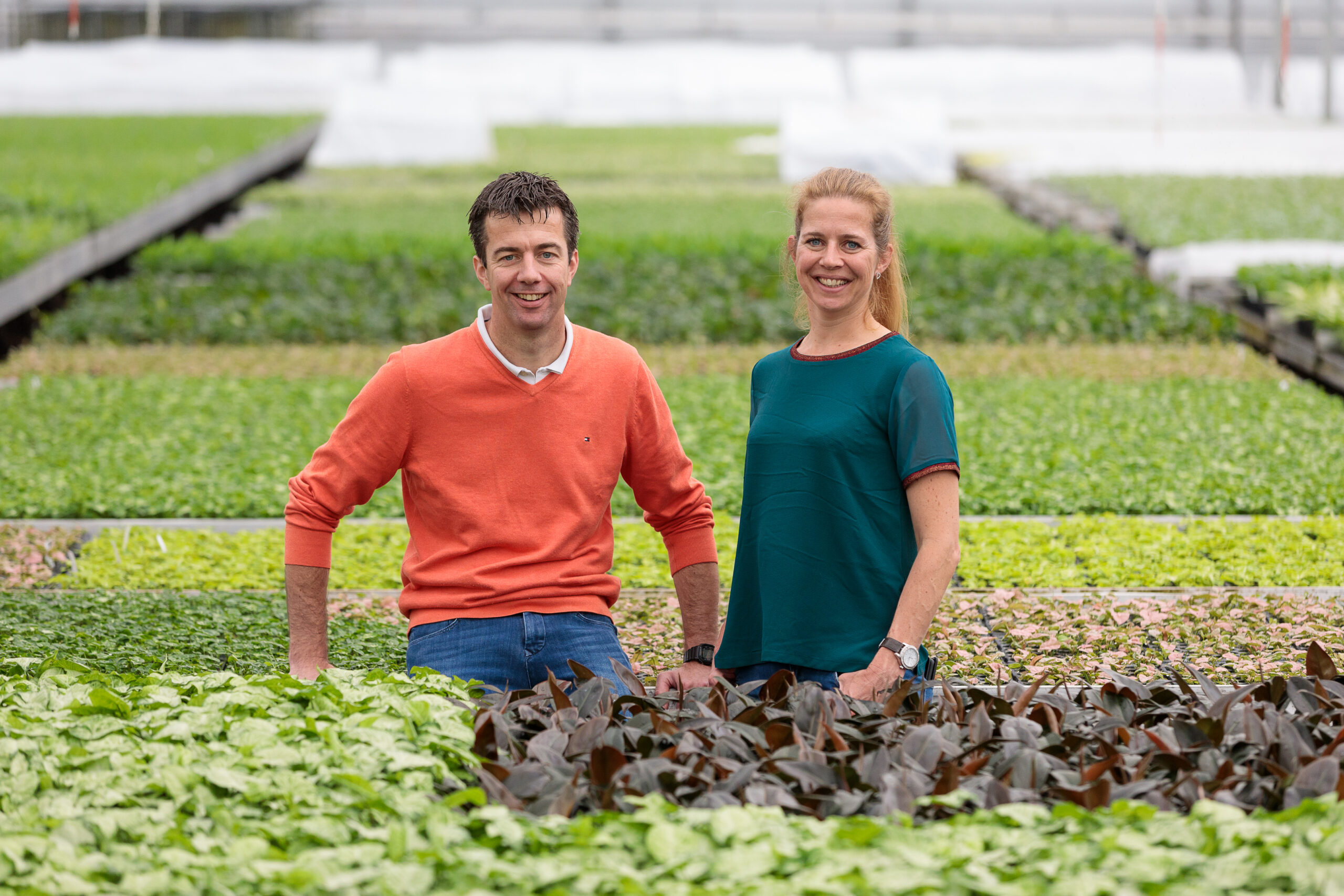 Elstgeest Young Plants - Hoogendoorn Growth Management